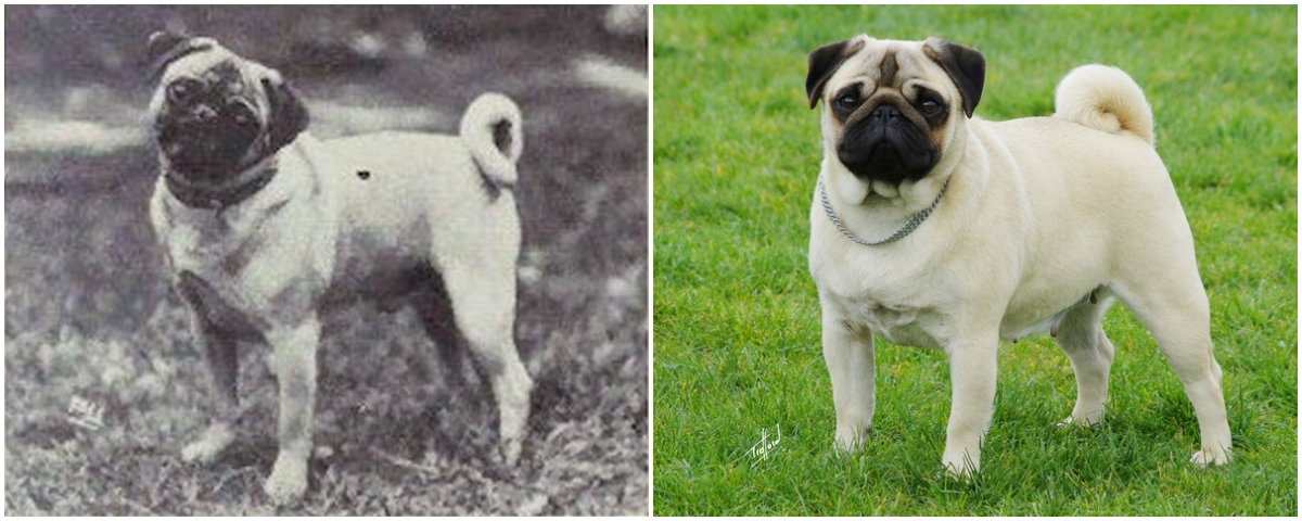 Incredible Then and Now Pictures That Show What Popular Dog Breeds ...