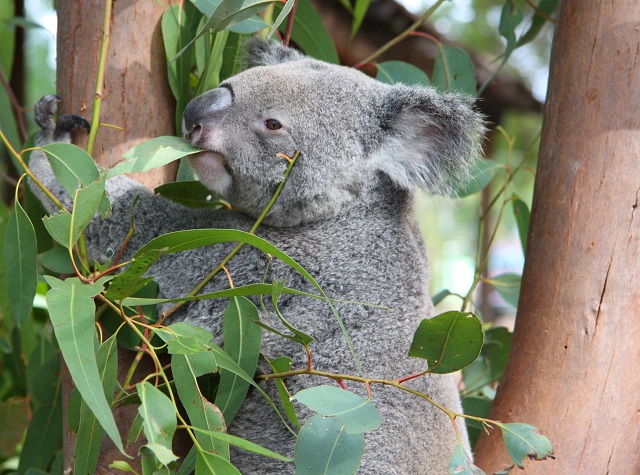 WHAT DO KOALAS EAT? |The Garden of Eaden