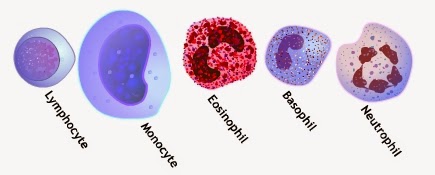 Penyebab Sel Darah Putih Tinggi - Kumpulan Artikel Segala Sebab