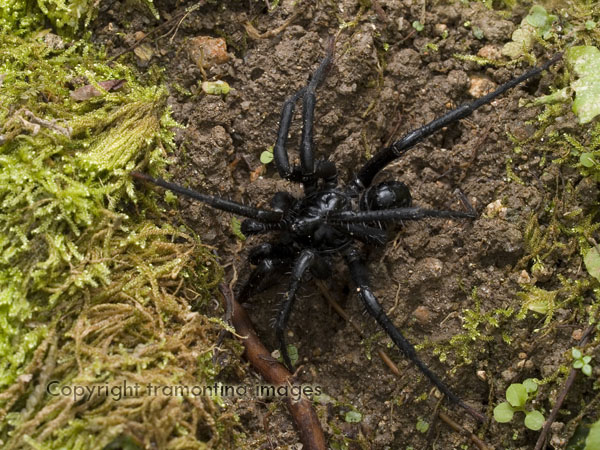 Real Monstrosities: Mesothele Spider
