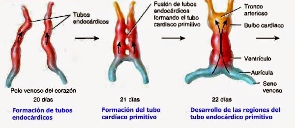 medyoung: formación y posición del tubo cardiaco