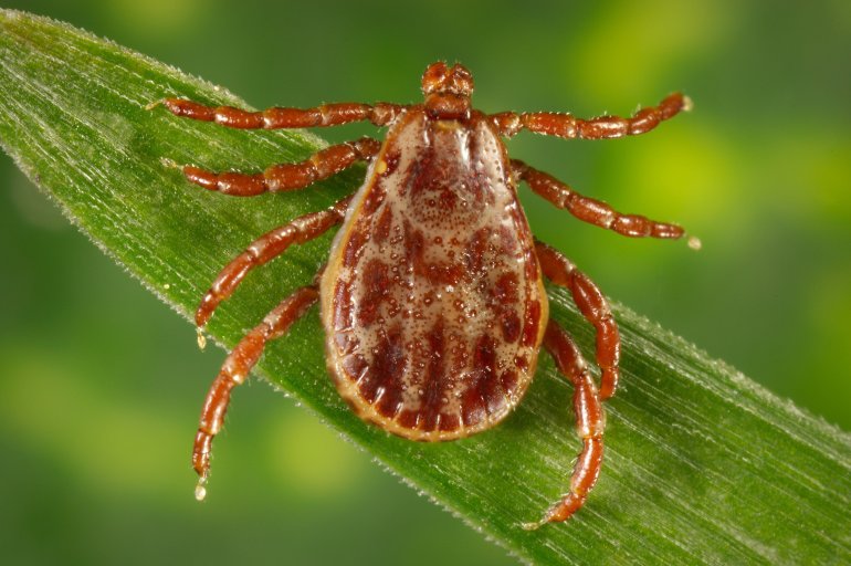 White Wolf : Absence of wolves increases the deadly tick-borne Powassan ...
