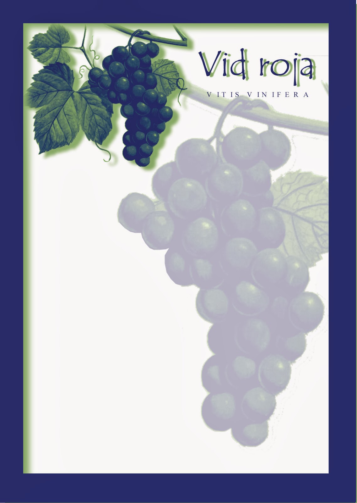 CLÍNICA DOCTORA PAEZ | VID ROJA Nombre científico: Vitis Vinifera