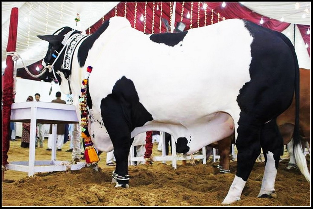 Have A Look of Gai/Cow Mandi Karachi 2015-16 - Shehar-e-Karachi | News ... Have A Look of Gai/Cow Mandi Karachi 2015-16 - Shehar-e-Karachi | News ...