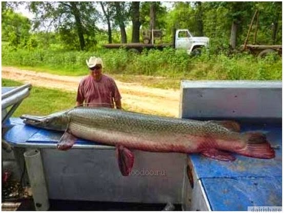 Ikan Pelik Menyerupai Buaya Ini Mampu Hidup Di Darat Selama 2 Jam - Glepor