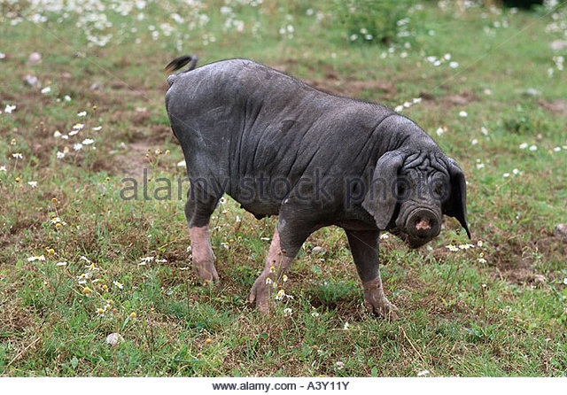 Hello USA: meishan pig