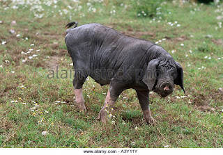 Hello USA: meishan pig