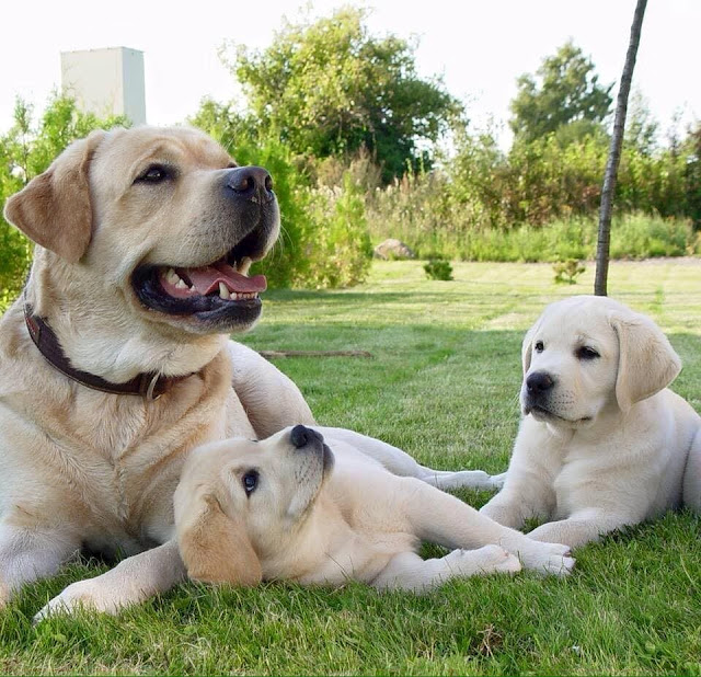 Cães & Cães: Labrador Retriever - 04
