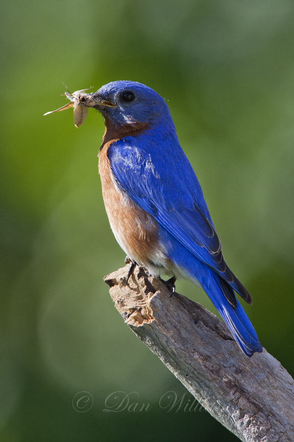 Dan Williams Bird Photography: Bluebirds in Spring