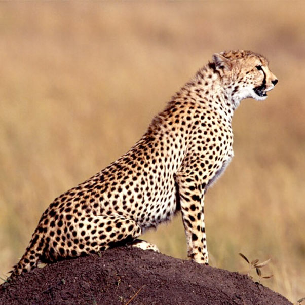 Terraqueoscopio: Guepardo.