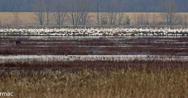 Ohio Birds and Biodiversity: Goose Pond, Indiana: Part II