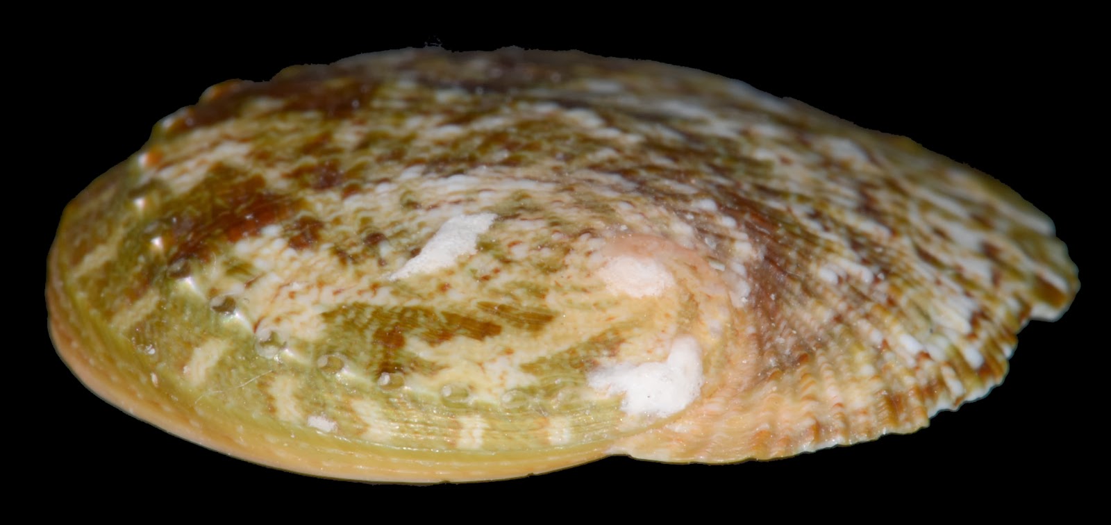 Dr. Lee's Gallery Museum: Haliotis glabra 35.98mm 菲律賓鮑螺