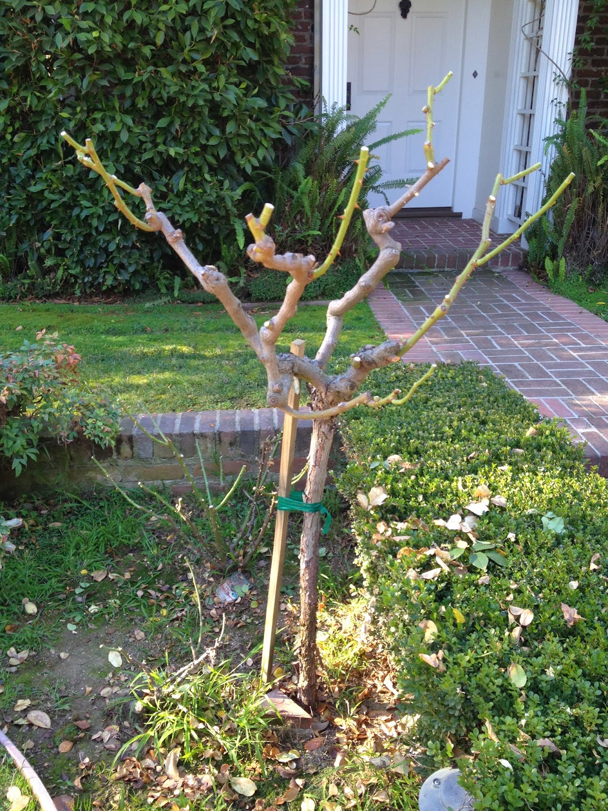 Aprille's SoCal Gardening : Rose Tree Pruning