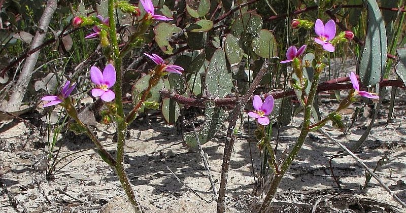 Variety of Life: Stylidiaceae