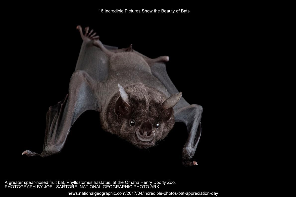 16 Incredible Pictures Show the Beauty of Bats