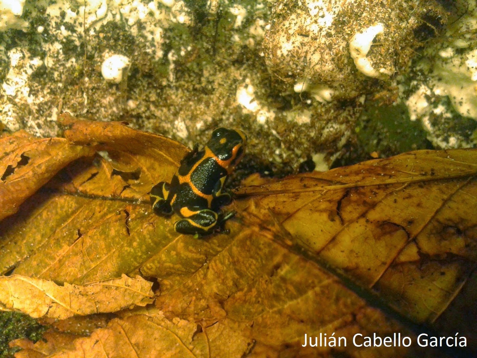 Dendroland: Diario de una "Intermedius" (Ranitomeya Imitator ...