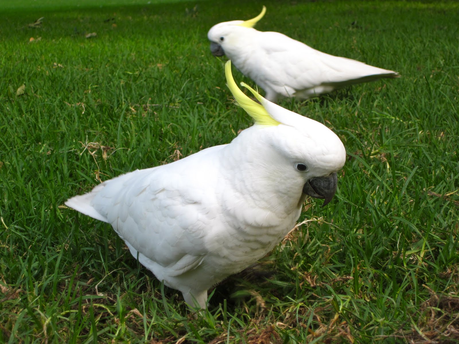 an australian jaunt