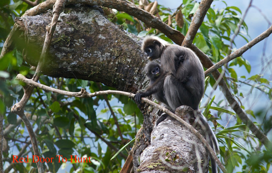 RED Door To Hunt: Beruk Kentoi~Macaca arctoides~Stump tailed Macaque