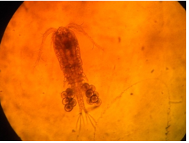 Belajar Biologi: Klasifikasi dan karakteristik cylops sp
