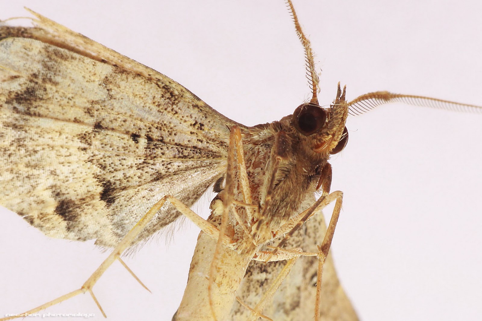 Rama-rama jadi hidangan makan malam labah-labah rumah - Unikversiti