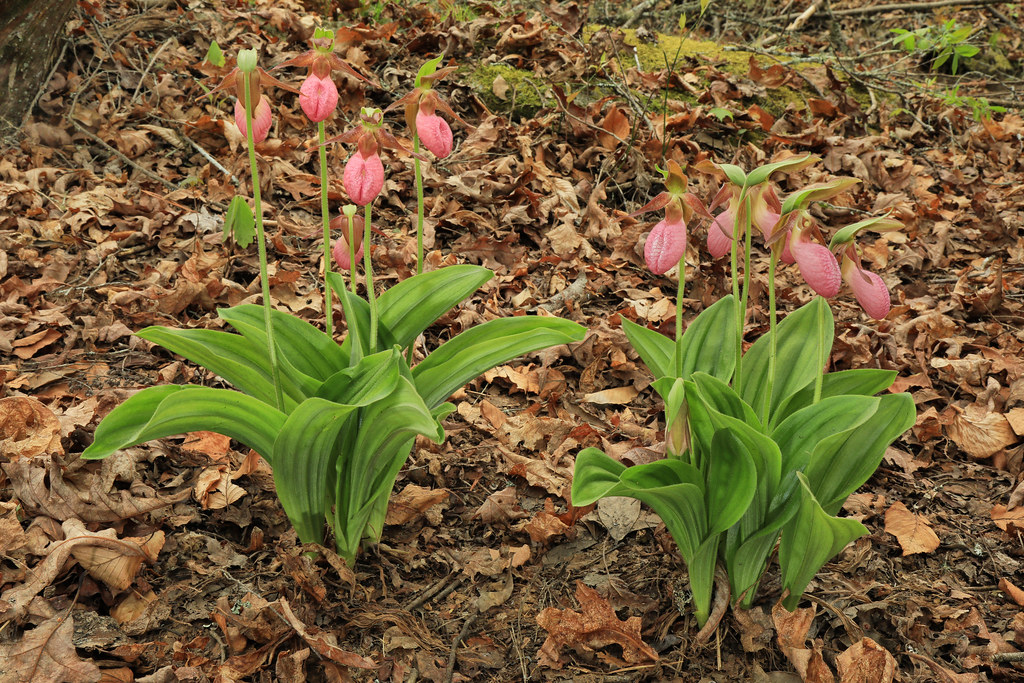 Cypripedium orchid care and culture | Travaldo's blog
