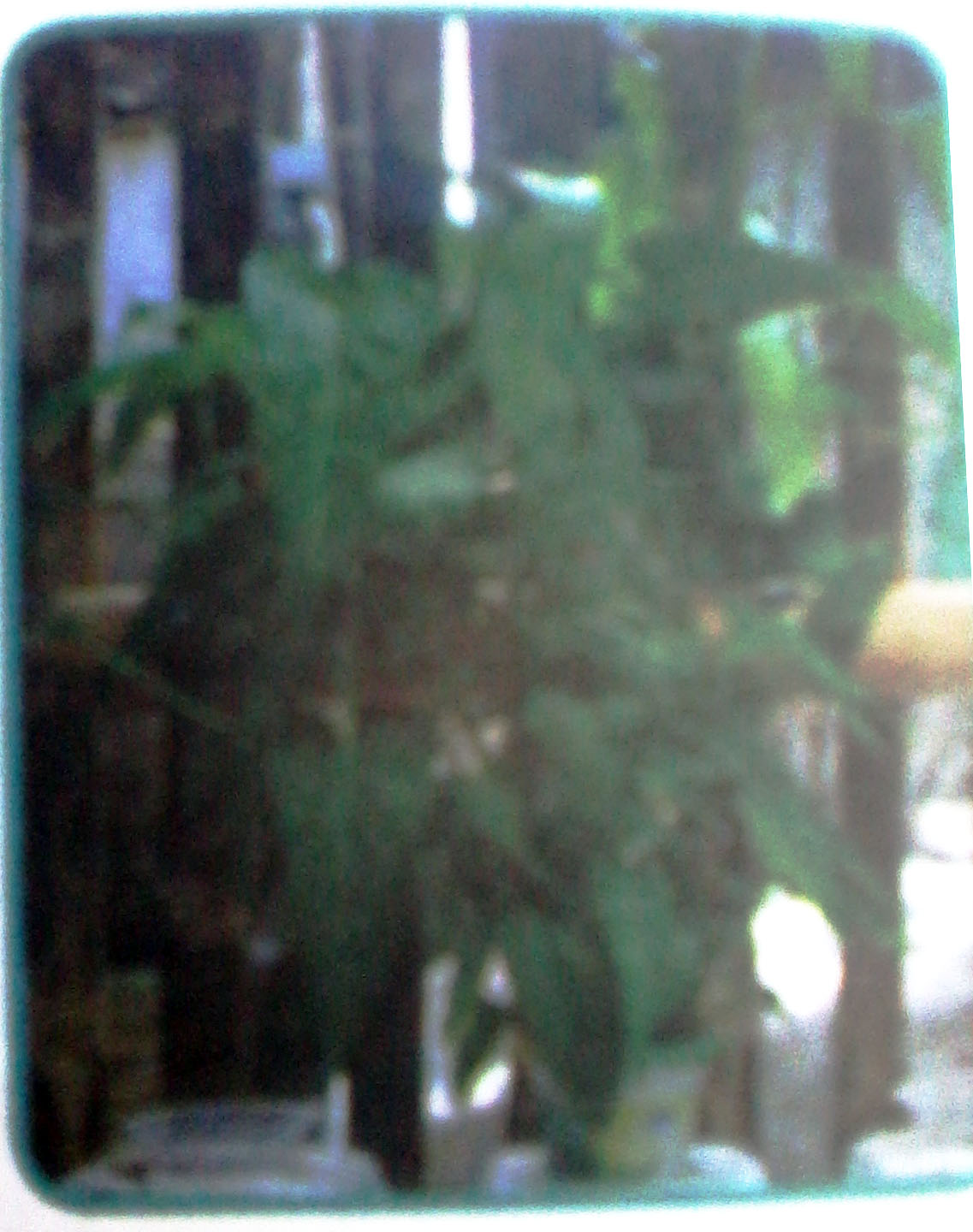 25+ TEKNIK BUDIDAYA TANAMAN SEMUSIM, Ide Terkini!