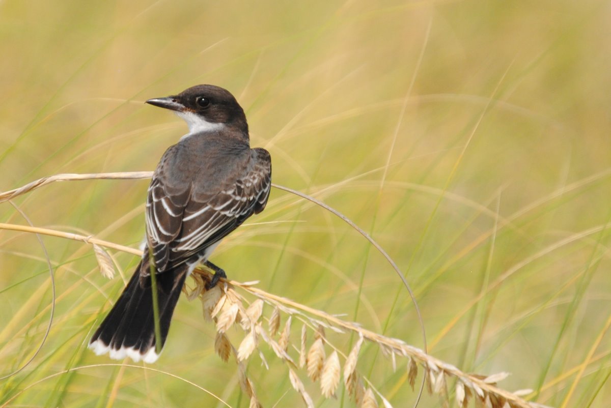 Field Notes and Photos: Eastern Kingbird (Tyrannus tyrannus)