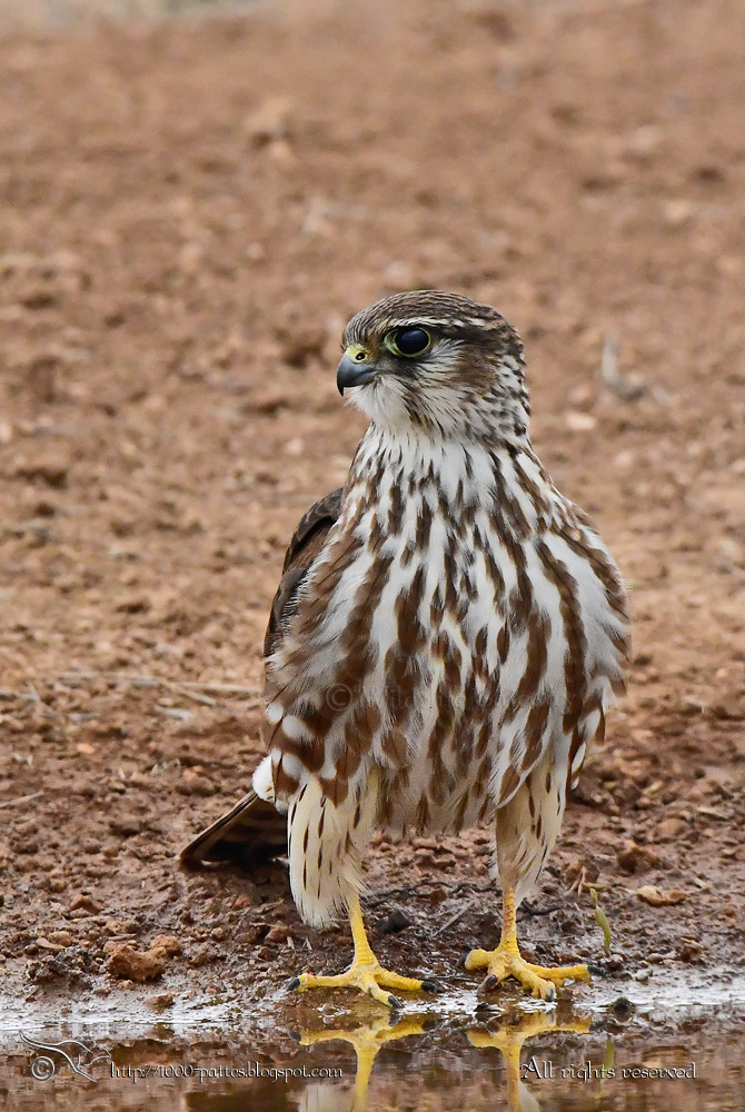WILDLIFE GATEWAY: Faucon émerillon femelle