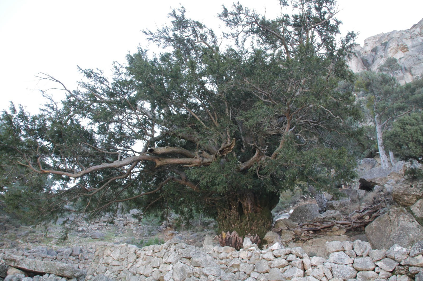 Paisatges i Jardins Landscapes and Gardens: de març 2013