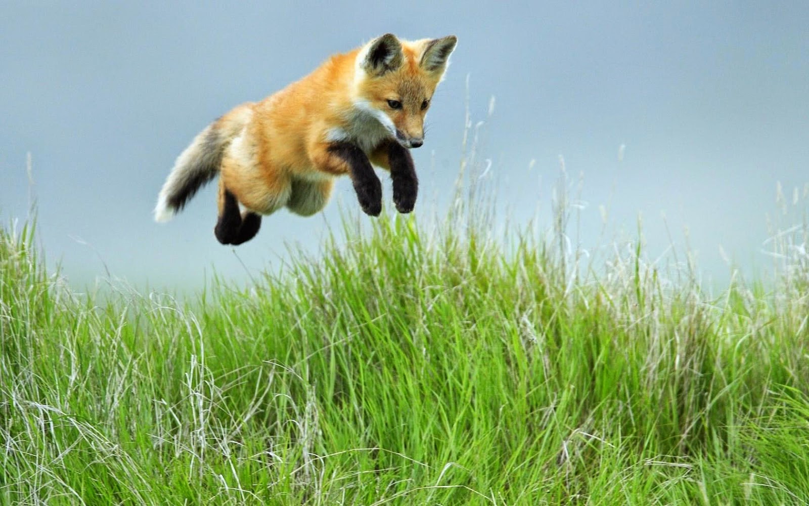 jumping-fox-in-the-high-grass-foxess-wide - WallsFotos