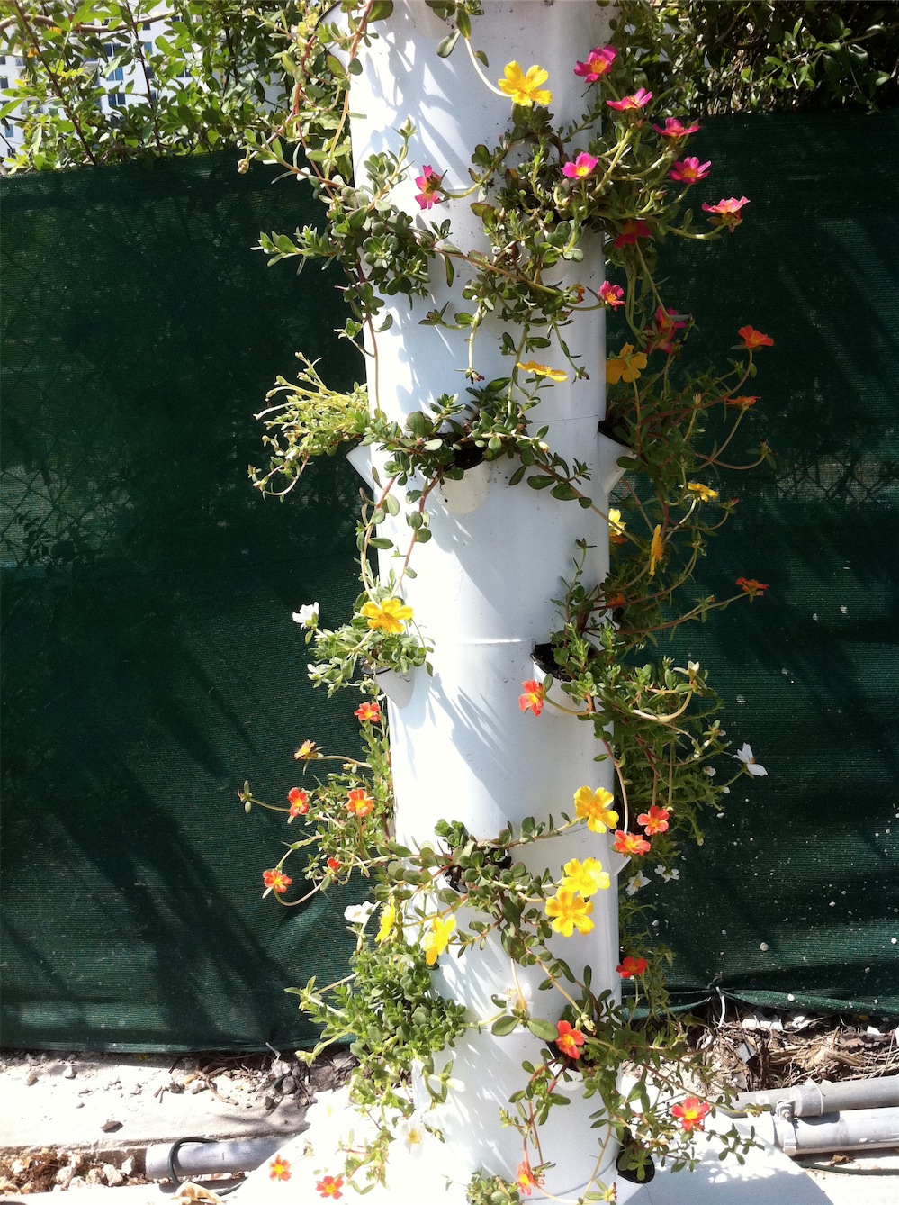 Miami Plant Towers ~ ~ ~ ~ ~ ~ ~ ~ ~ ~ ~ ~