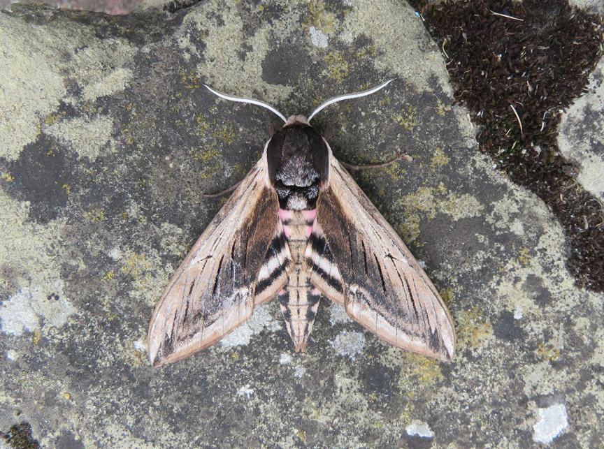 Privet Hawk-moth
