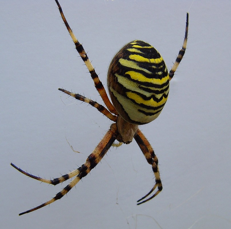 Jrandsue Wasp Spiders