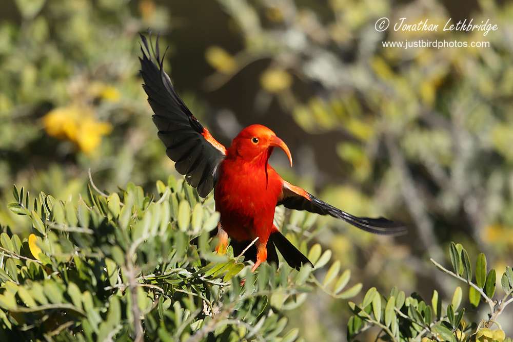 Wanstead Birder: Maui List