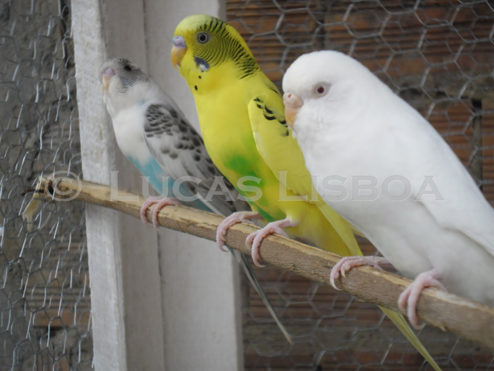 Periquito Australiano - Tudo sobre periquitos está aqui.: Periquitos ...