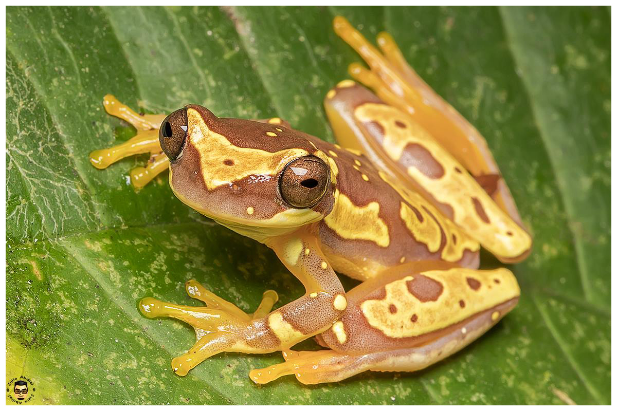Nocturnal Macro-Adventure - Featured species: Hourglass Treefrog ...