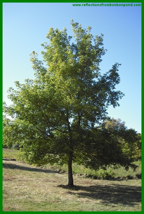 Reflections from Bon Bon Pond: All Hail the Box Elder!