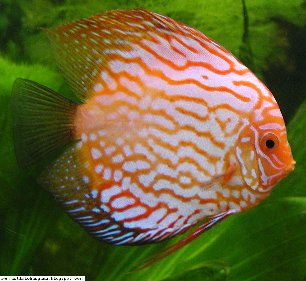 WALLPAPER TREASURE: beautiful and amazing Fish in sea