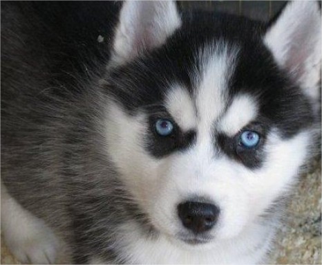Imagenes de lobos siberianos bebés - Imagui