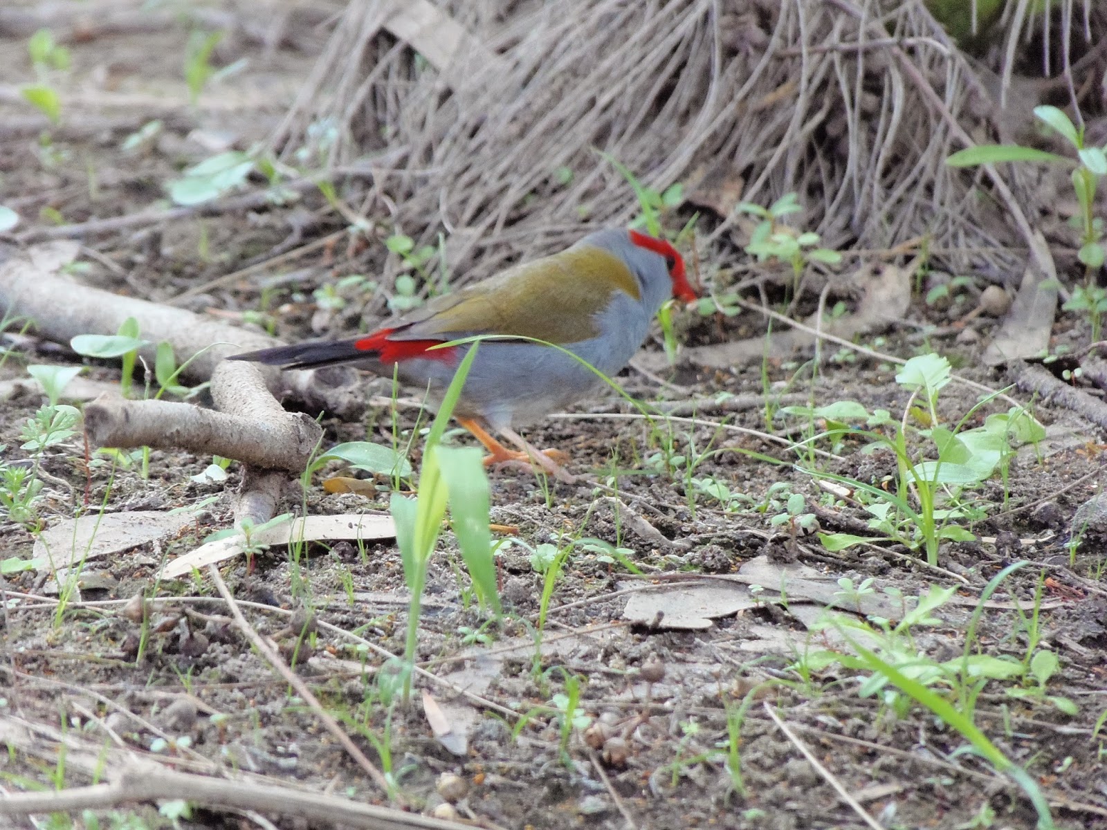 Solo Steve On The Road: BEAUTIFUL BINGARA NSW - REVISITED