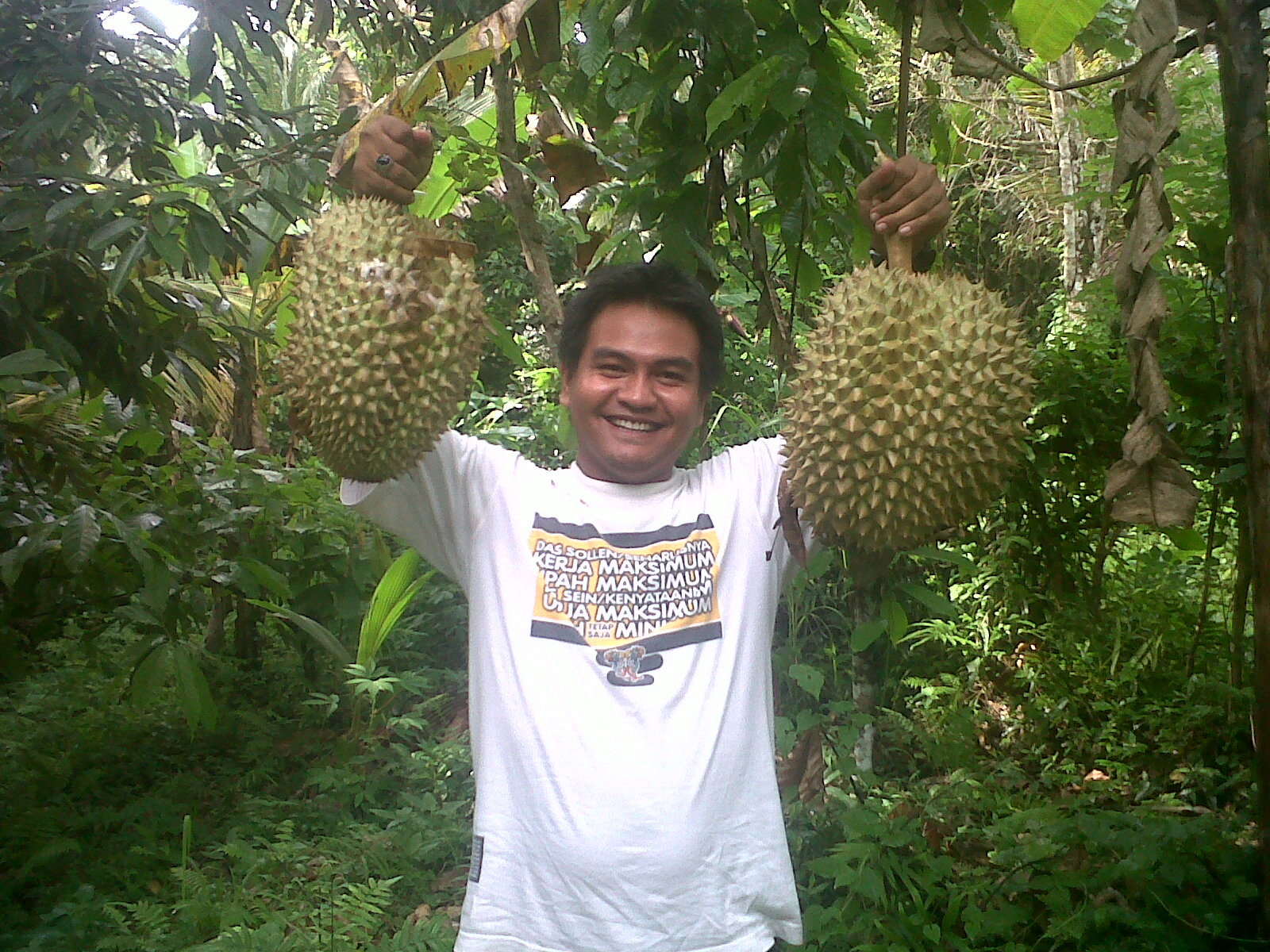 Durian bali: Durian enak di bali
