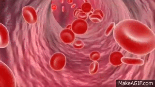 APARATO CIRCULATORIO: La sangre