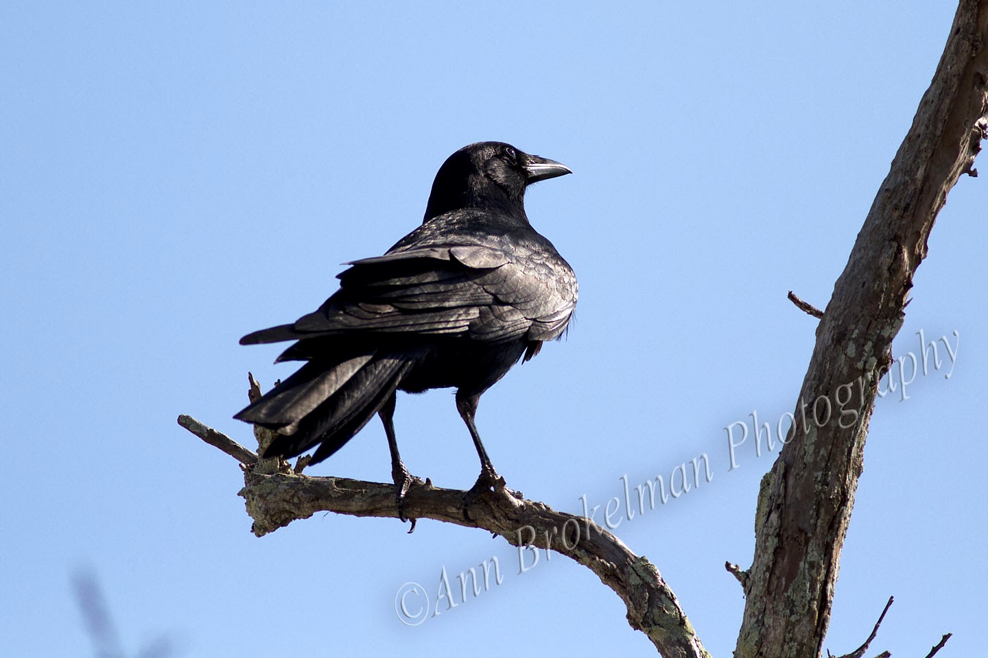 Ann Brokelman Photography: Fish Crow - the sound is really different ...
