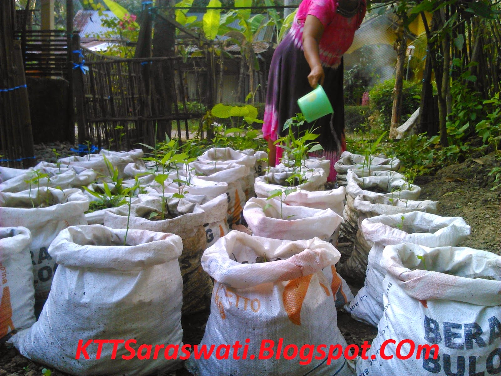 Fungsi Penting Air Bagi Tanaman | Saraswati Update Fungsi Penting Air Bagi Tanaman | Saraswati Update