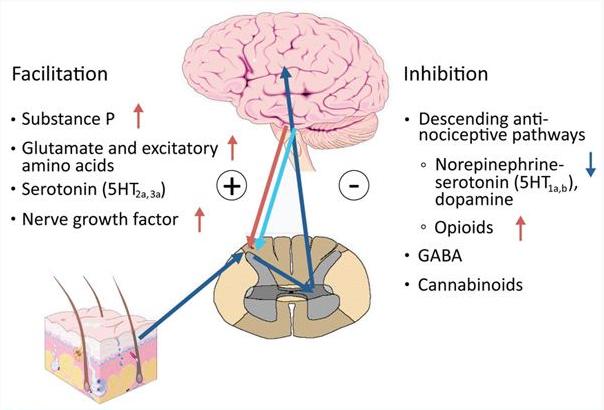 Balneotherapy: What Is the Scientific Evidence for Balneotherapy?