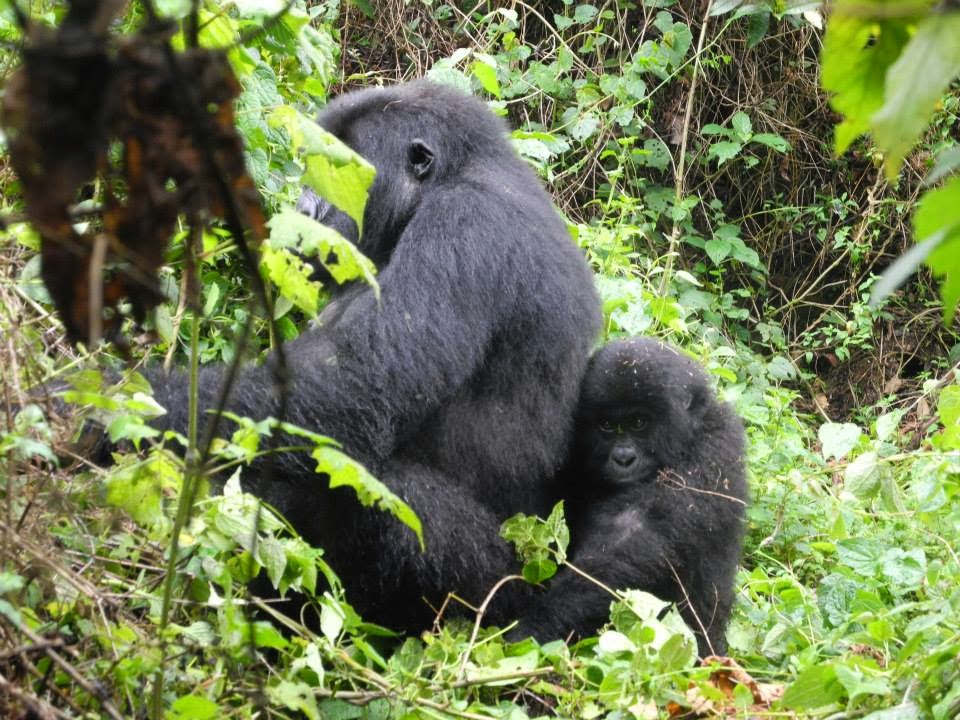 Nibelle et Baudouin: Gorilles des plaines au Congo...
