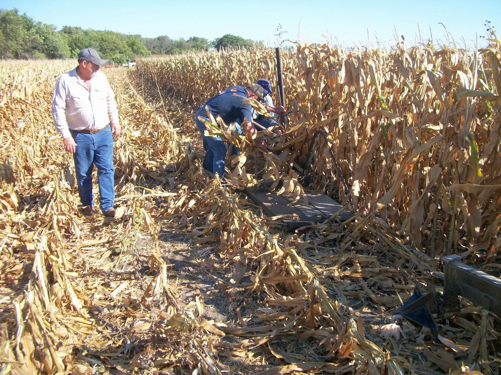 Ag Heritage Park: 2013 Corn Picking