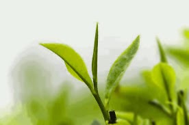 Does Tea Affect Iron Absorption?