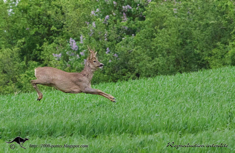 WILDLIFE GATEWAY: Chevreuils