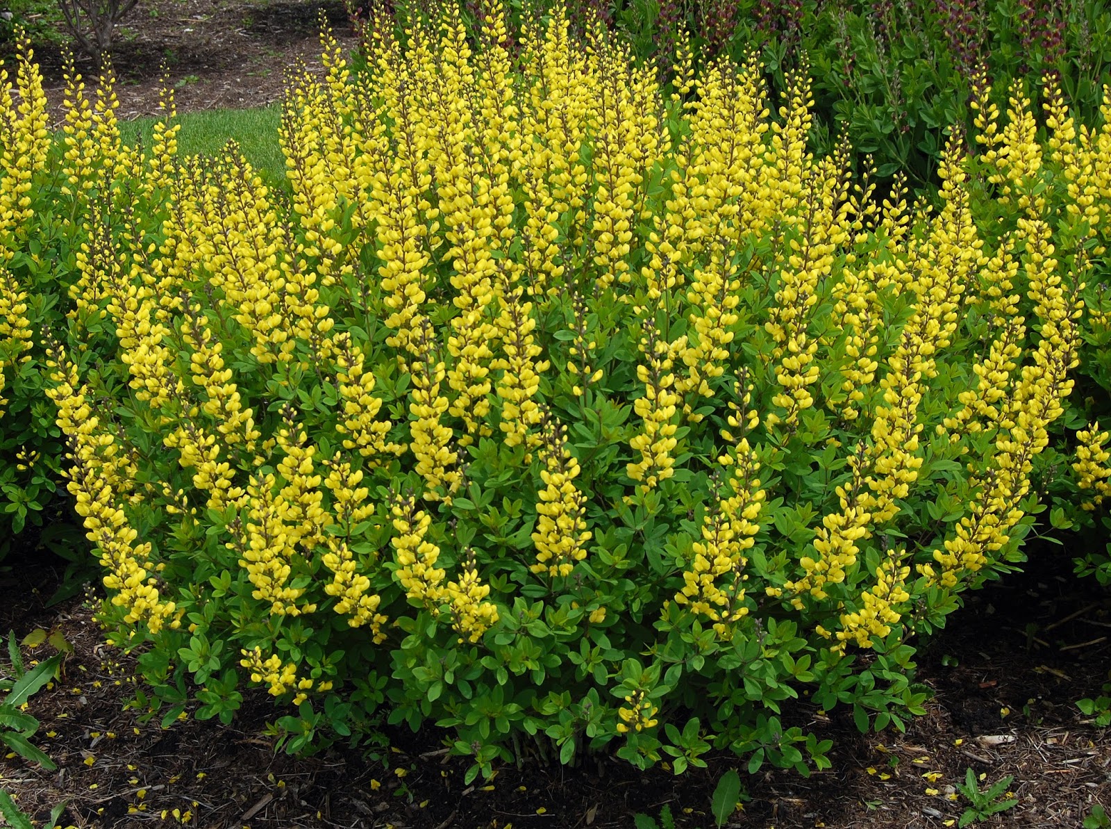 Baptisias - The Next Great Eight - Rotary Botanical Gardens